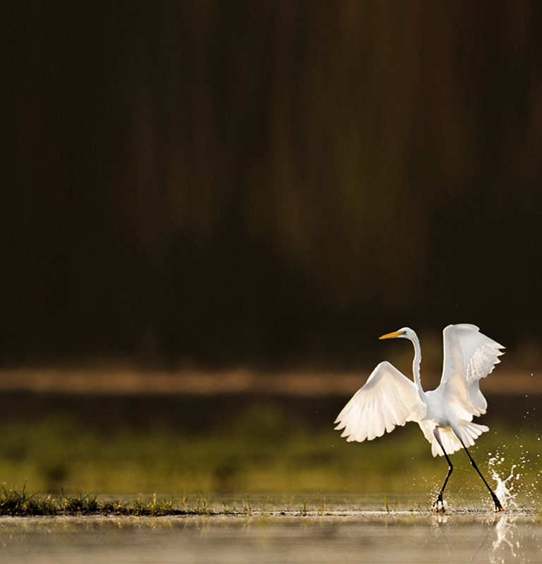 Photostory Deluxe: Simple & Easy! Create Slideshows in Minutes